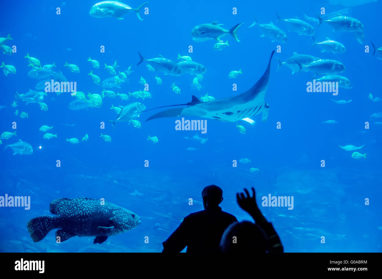 Requin vache Banque de photographies et d’images à haute résolution - Alamy