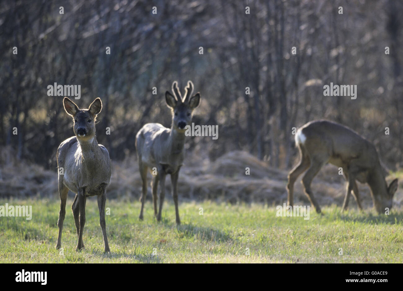 Bois de chevreuil velours Banque de photographies et d’images à haute ...