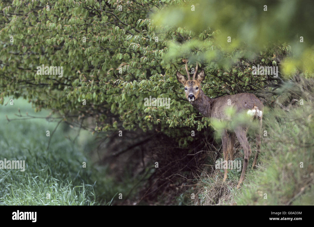 Chevreuil buck dans le changement de la couche à la lisière de la forêt ...