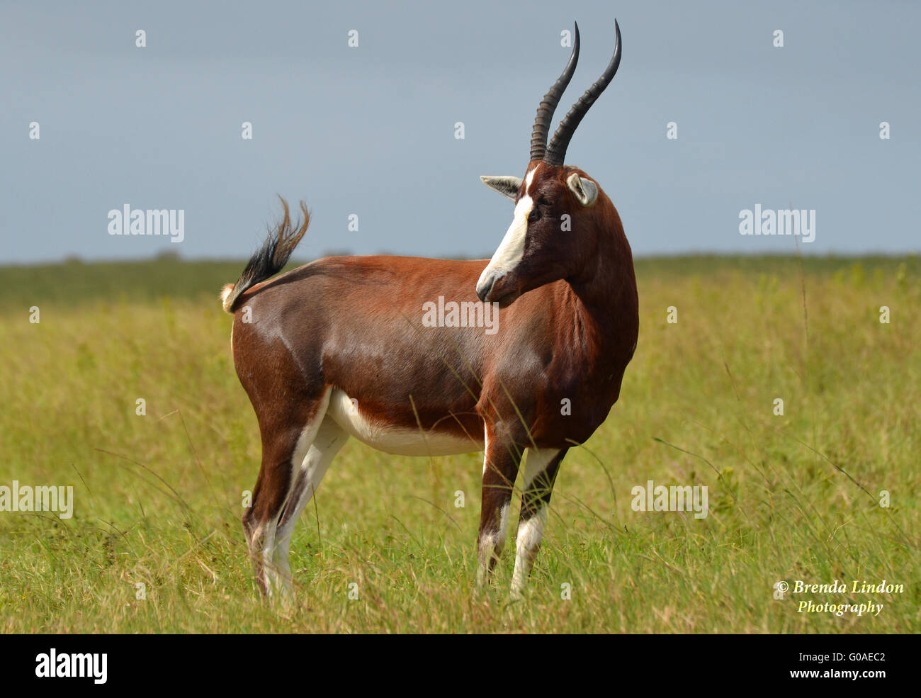 Cornes d'antilope Banque de photographies et d’images à haute ...