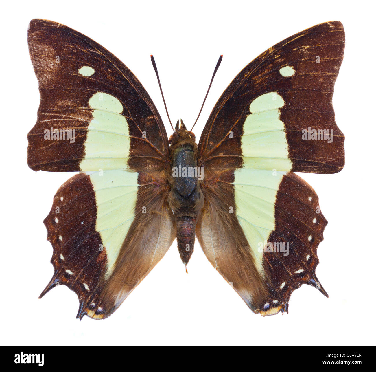 Polyura athamas Banque de photographies et d’images à haute résolution ...