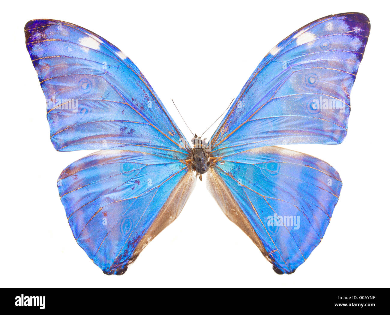 Morpho adonis Banque de photographies et d’images à haute résolution - Alamy