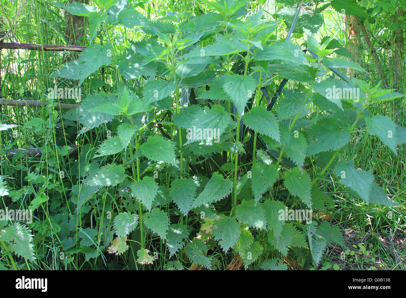 Grosse ortie Banque de photographies et d’images à haute résolution - Alamy