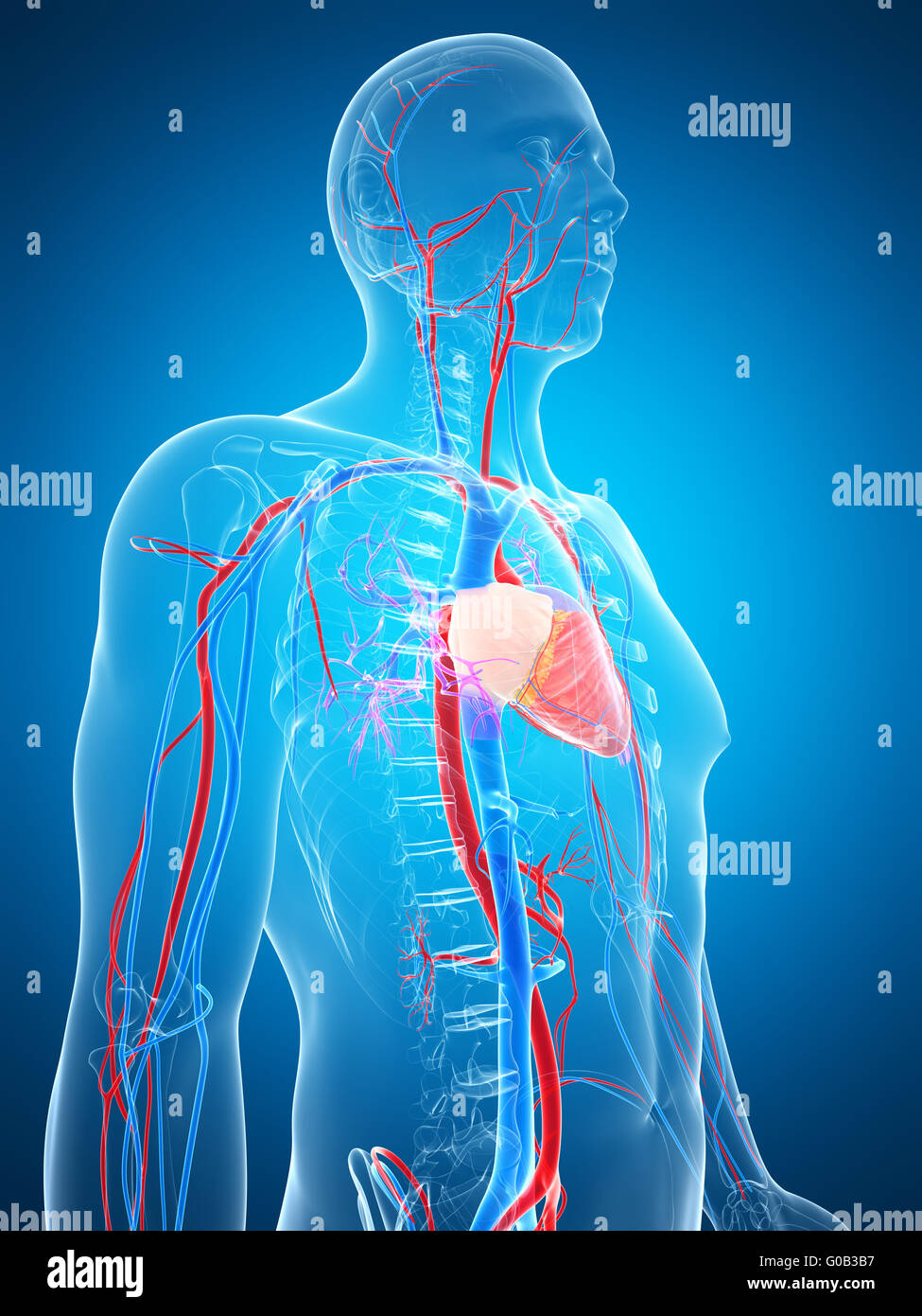 Anatomie du tronc Banque de photographies et d’images à haute ...
