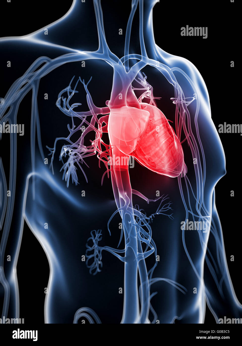 Anatomie vasculaire Banque de photographies et d’images à haute ...