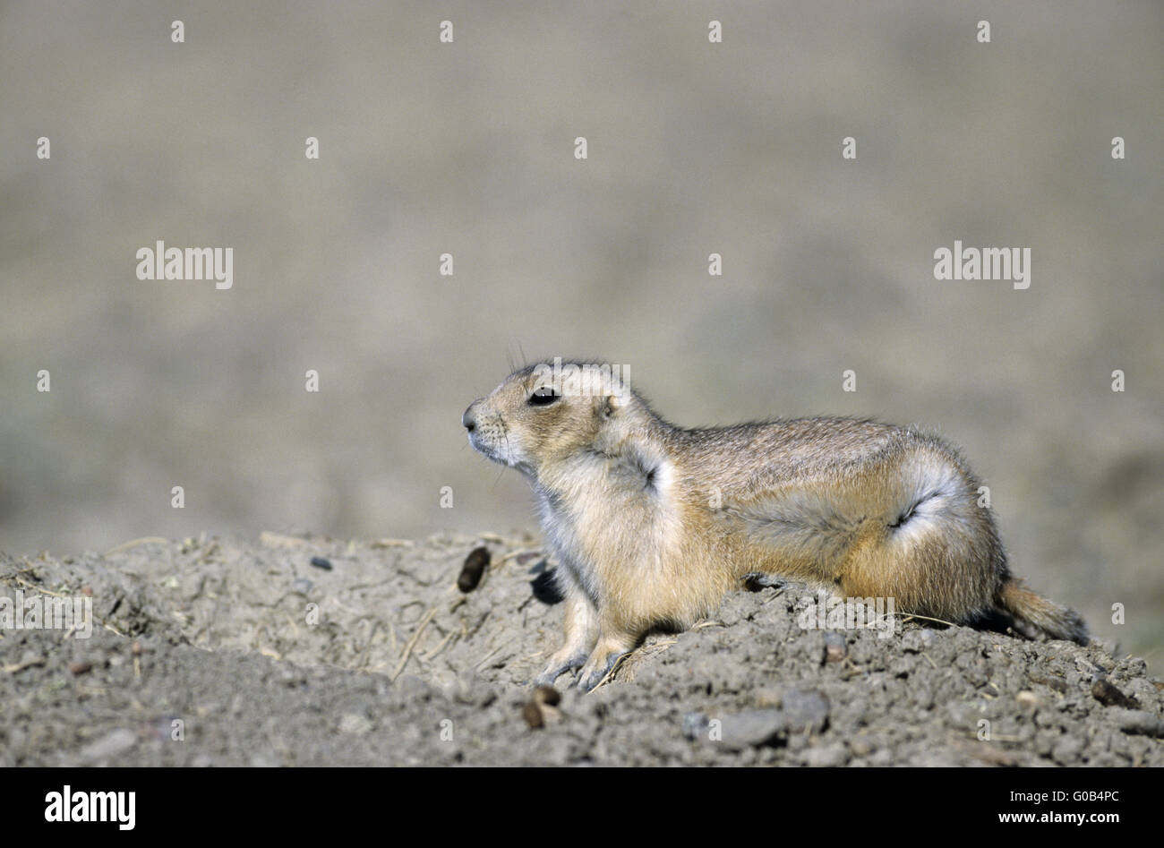 Chien qui louche Banque de photographies et d’images à haute résolution ...
