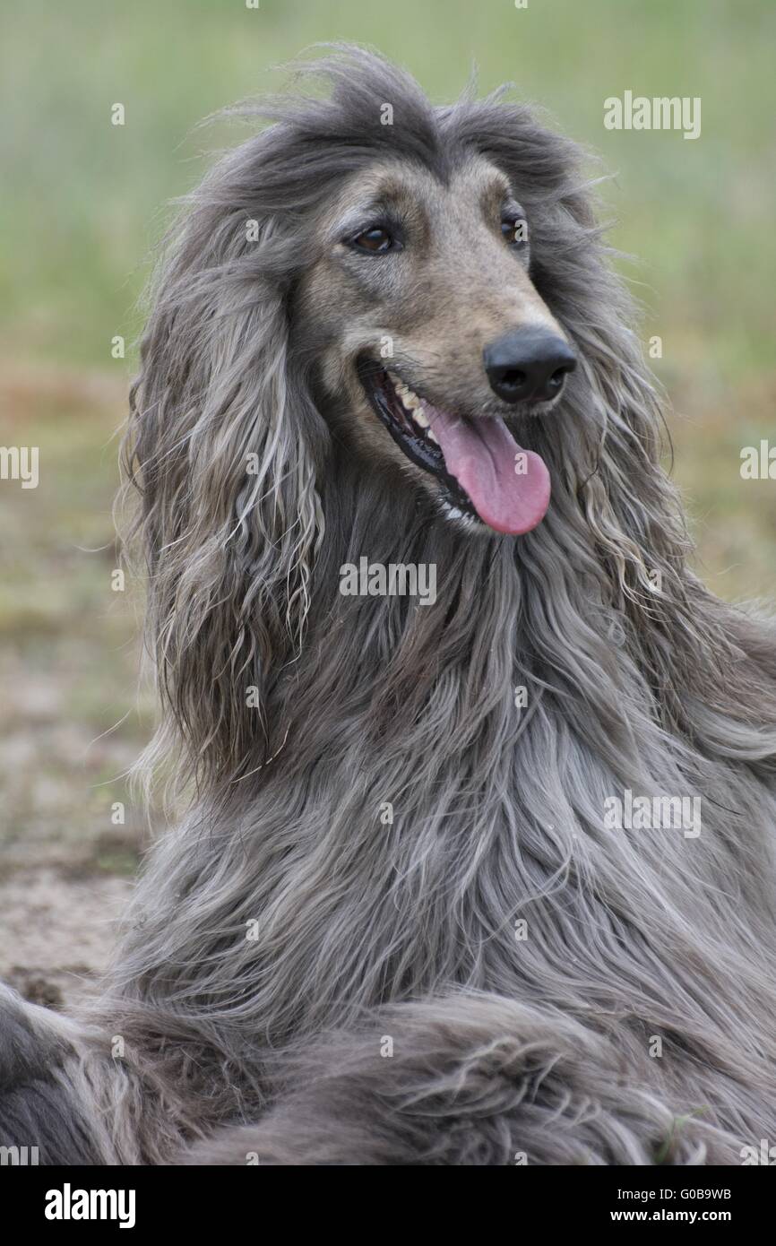 Lévrier afghan Banque de photographies et d’images à haute résolution ...