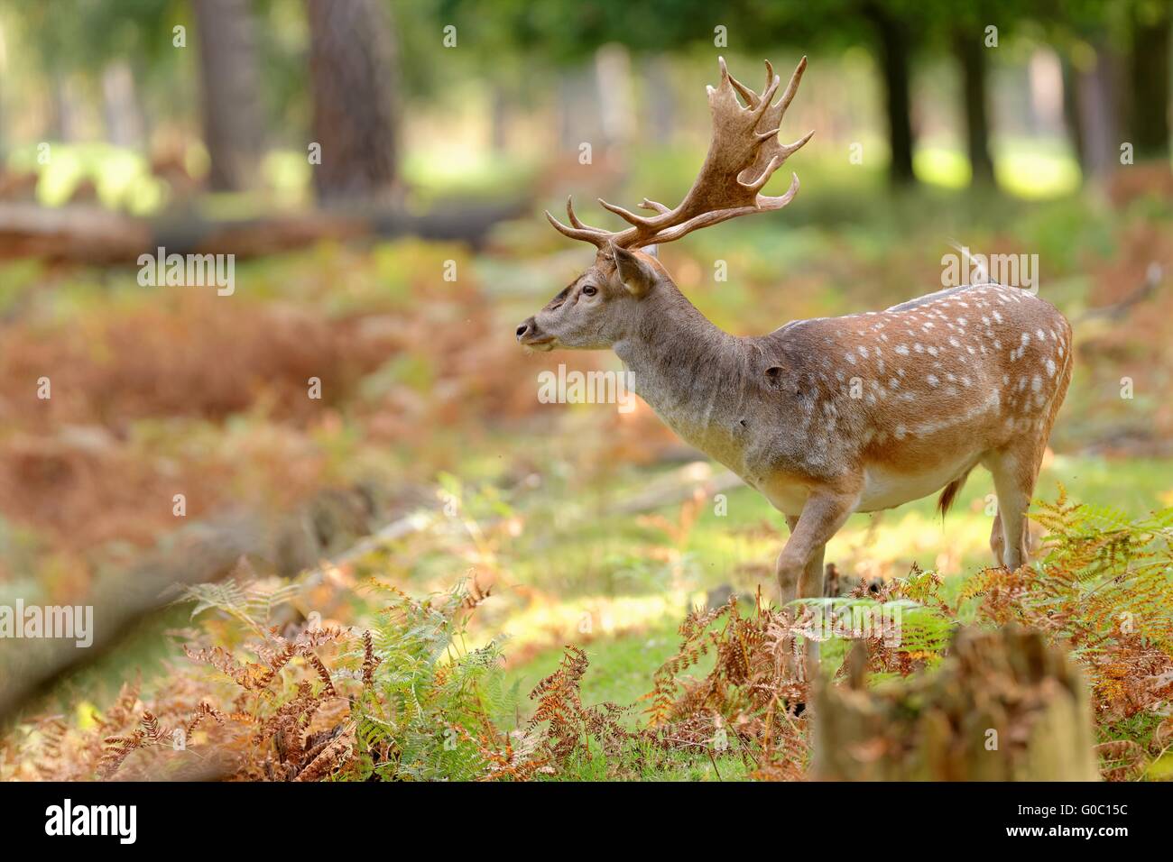 Barrage animal Banque de photographies et d’images à haute résolution ...