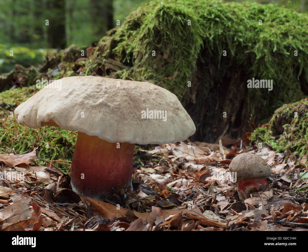 Bolet jaune Banque de photographies et d’images à haute résolution - Alamy