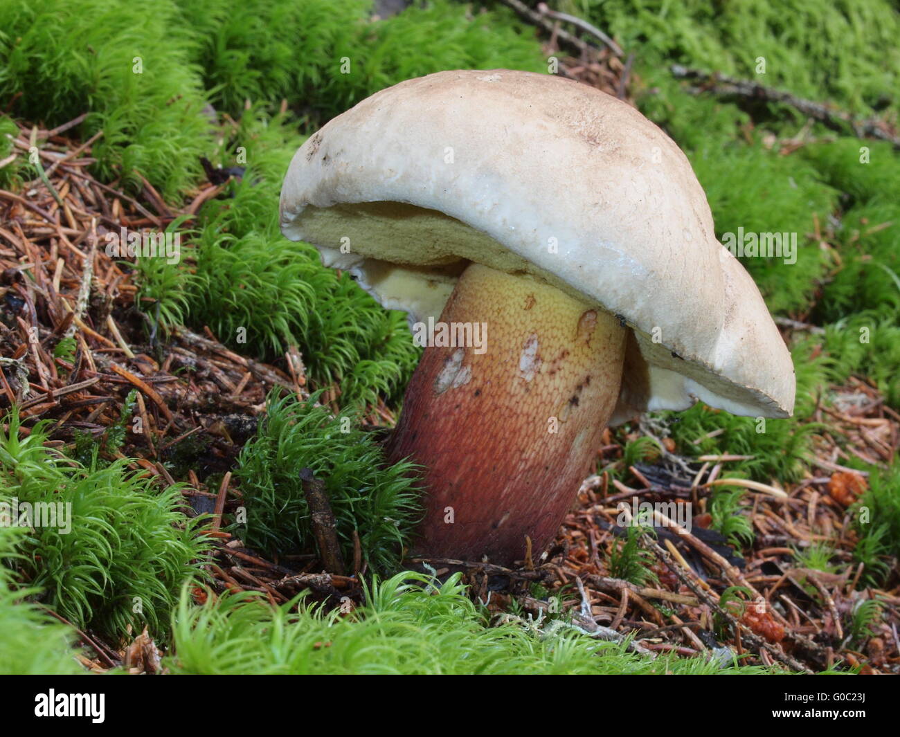 Bolet amer Banque de photographies et d’images à haute résolution - Alamy