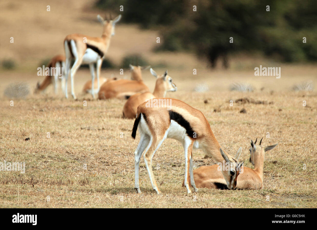 Thomson gazelle head Banque de photographies et d’images à haute ...