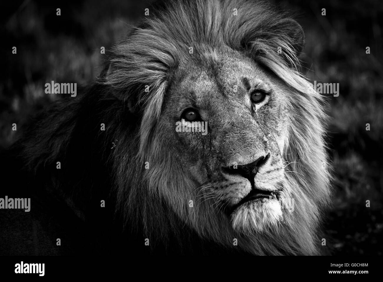 être un fardeau Banque de photographies et d’images à haute résolution ...