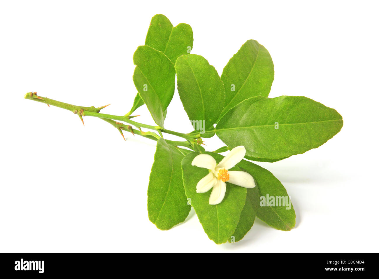 épines de citron Banque de photographies et d’images à haute résolution ...