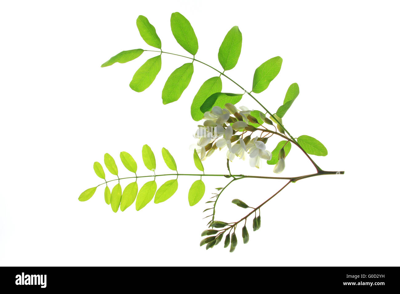 Robinier arbre Banque d'images détourées - Alamy