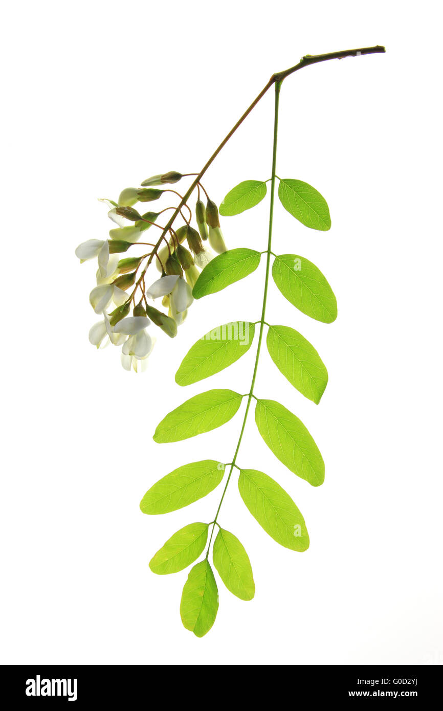 Robinier arbre Banque d'images détourées - Alamy