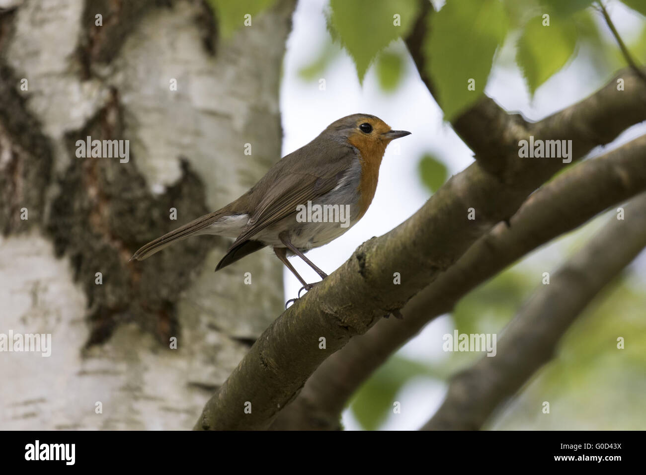 Robin baum Banque de photographies et d’images à haute résolution - Alamy