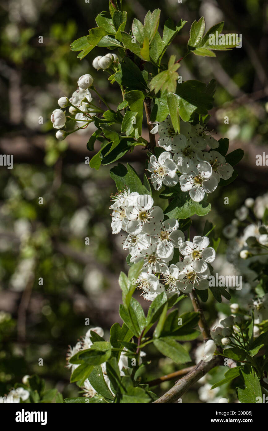 Crataegus commun monogyna Banque de photographies et d’images à haute ...
