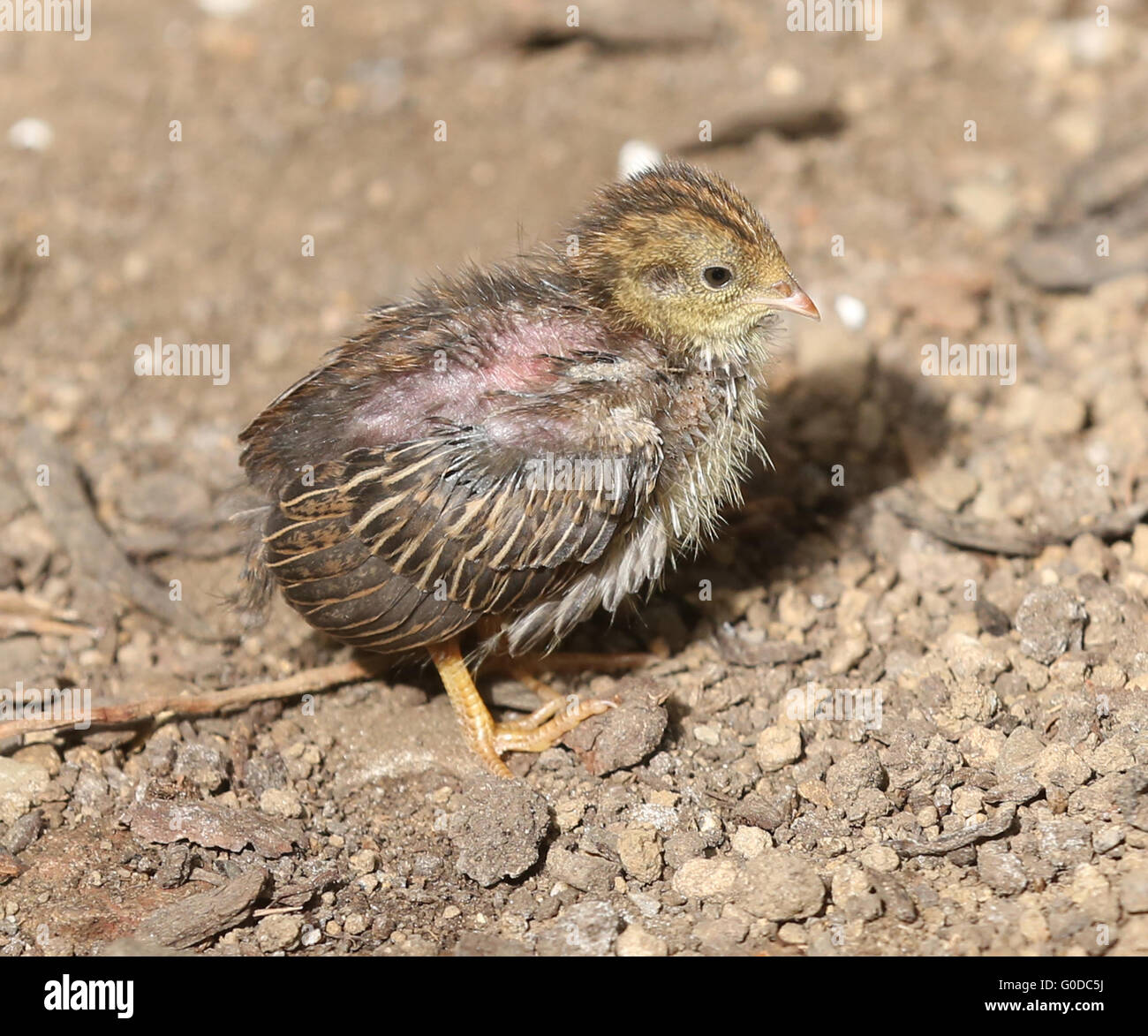 Bébé caille Banque de photographies et d’images à haute résolution - Alamy