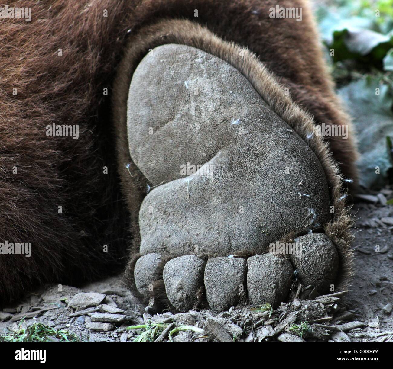 Bear feet Banque de photographies et d’images à haute résolution - Alamy