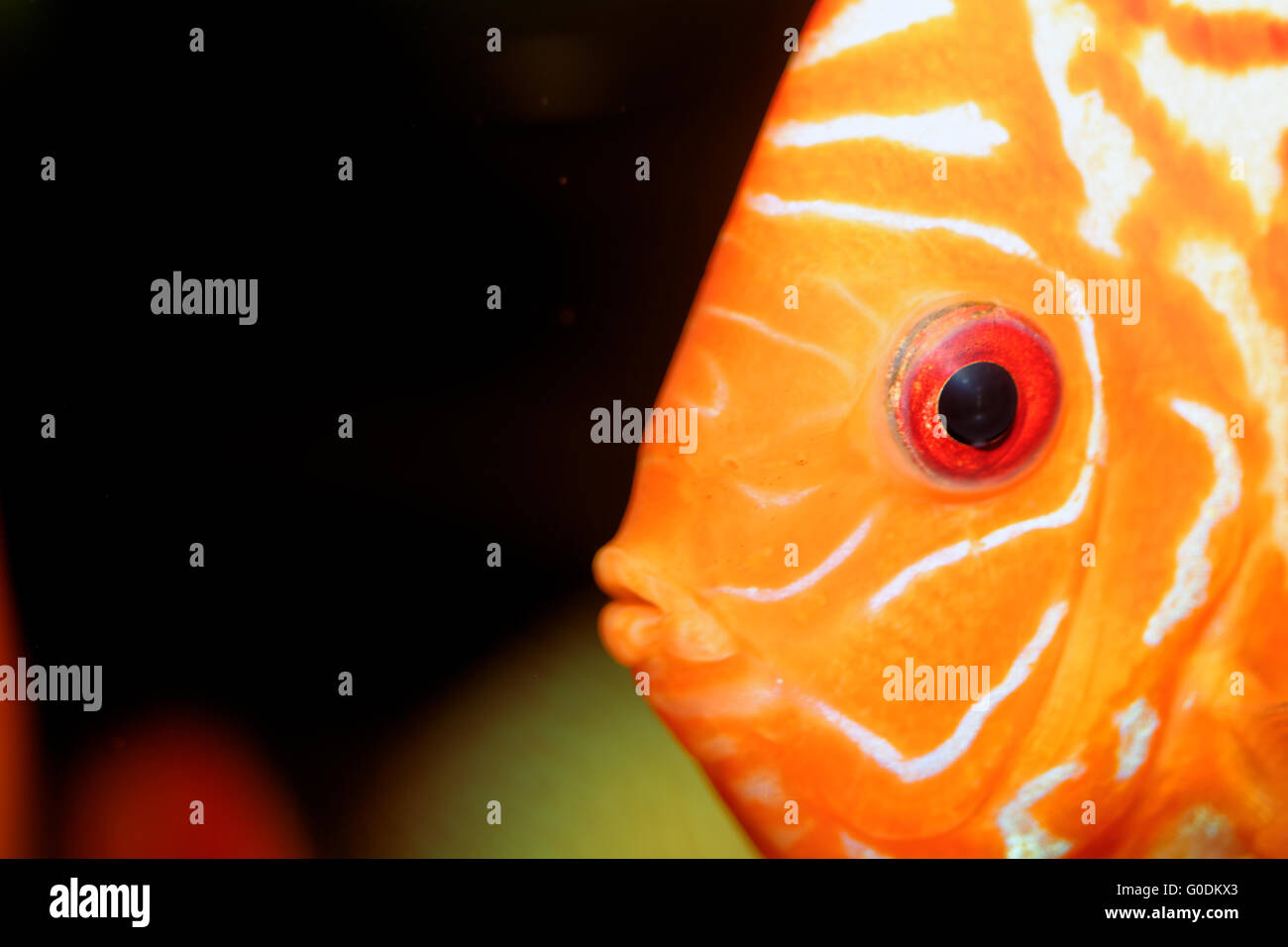 Discus fish portrait Banque de photographies et d’images à haute ...