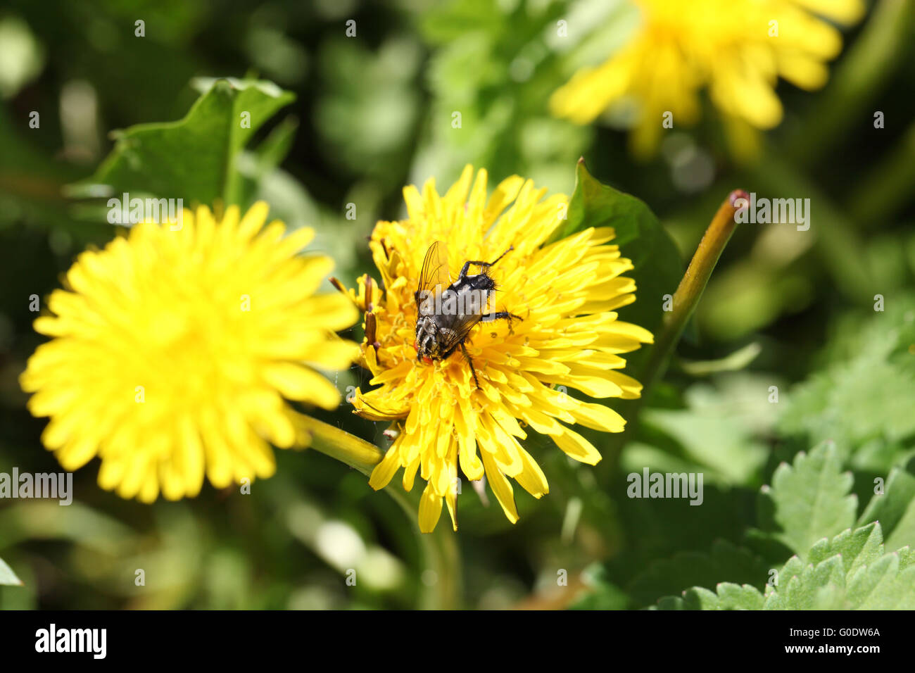Grosse mouche Banque de photographies et d’images à haute résolution ...