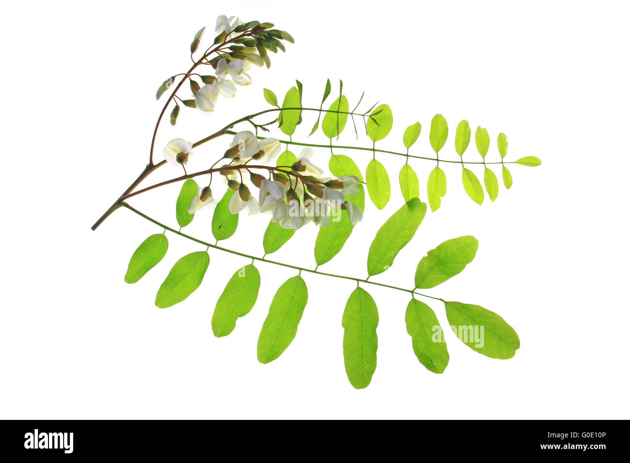 Robinier arbre Banque d'images détourées - Alamy