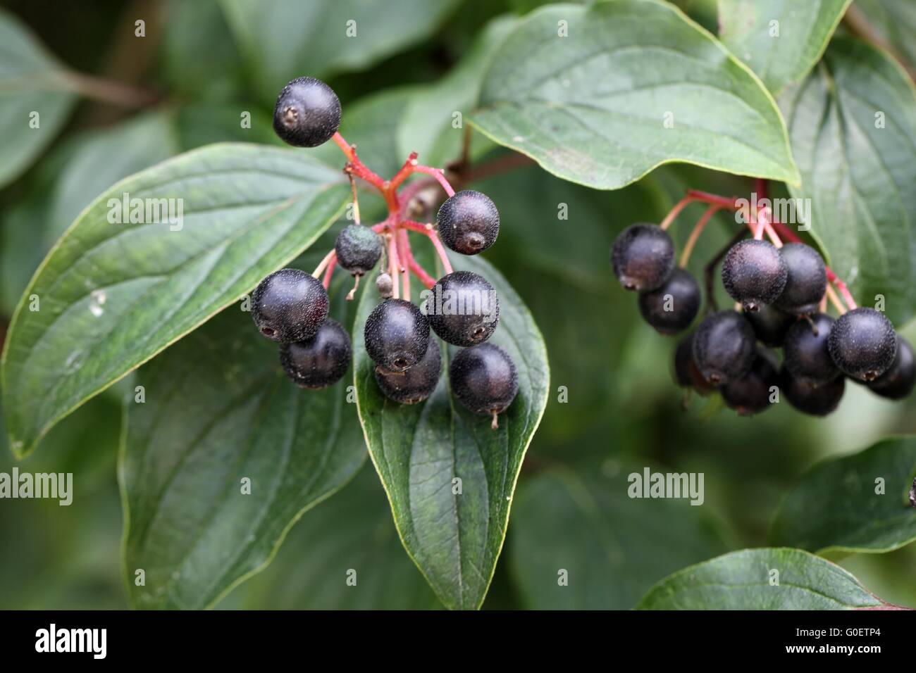 Cornus sanguinea Banque de photographies et d’images à haute résolution ...