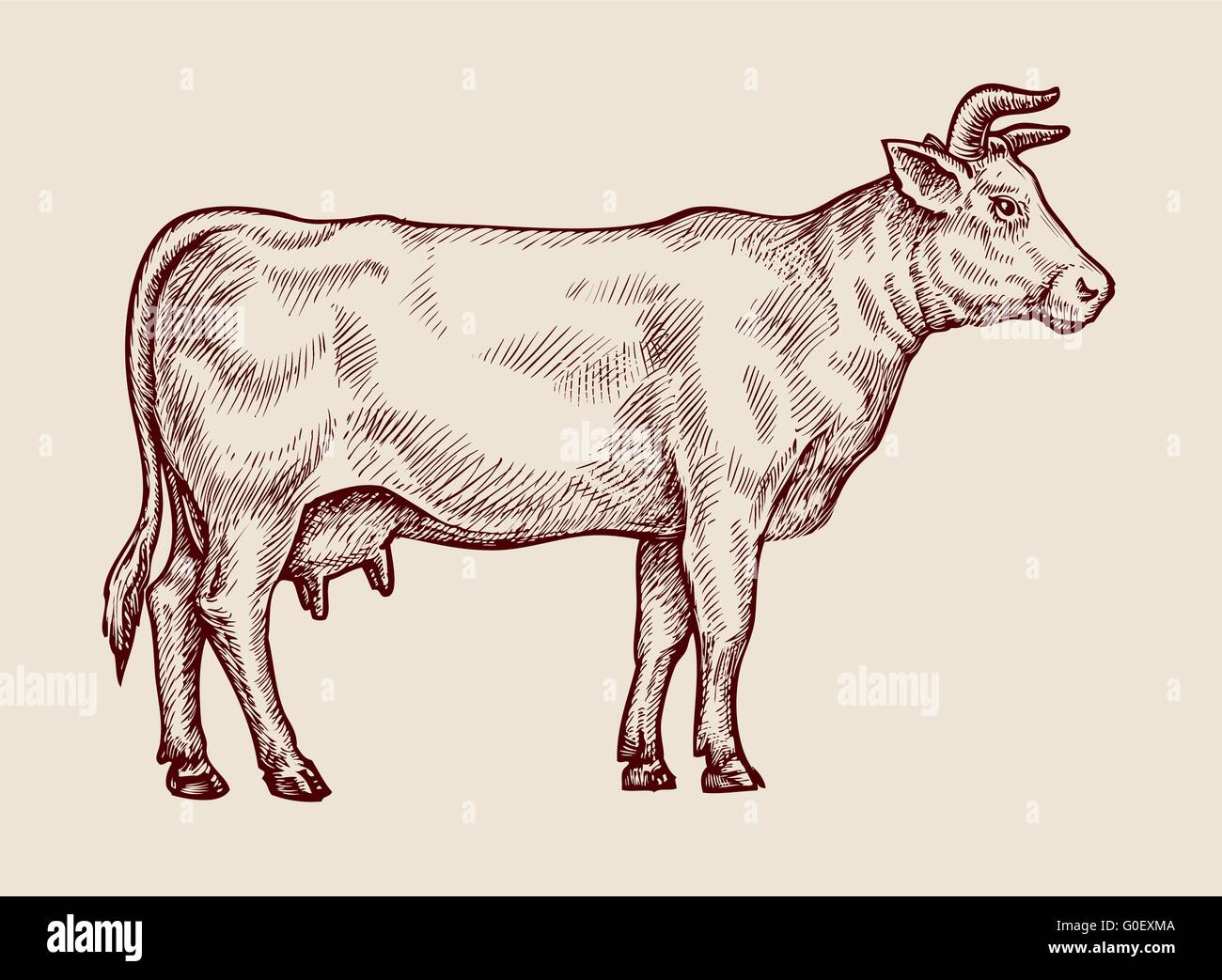 Croquis vache. Vector illustration dessinée à la main Image Vectorielle ...