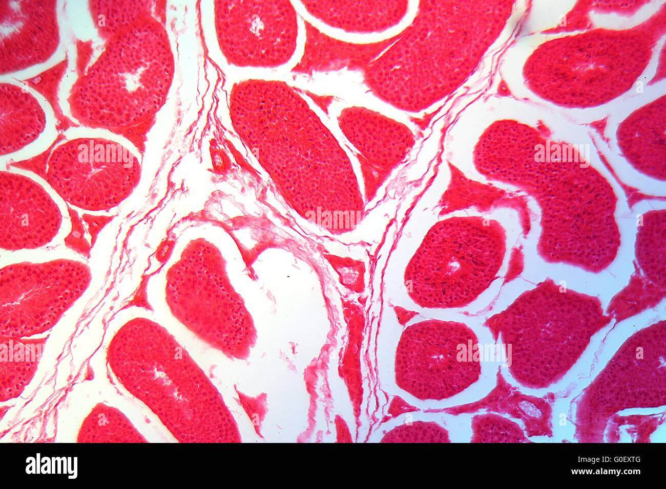 Une section testicule creux cellules au microscope Photo Stock - Alamy