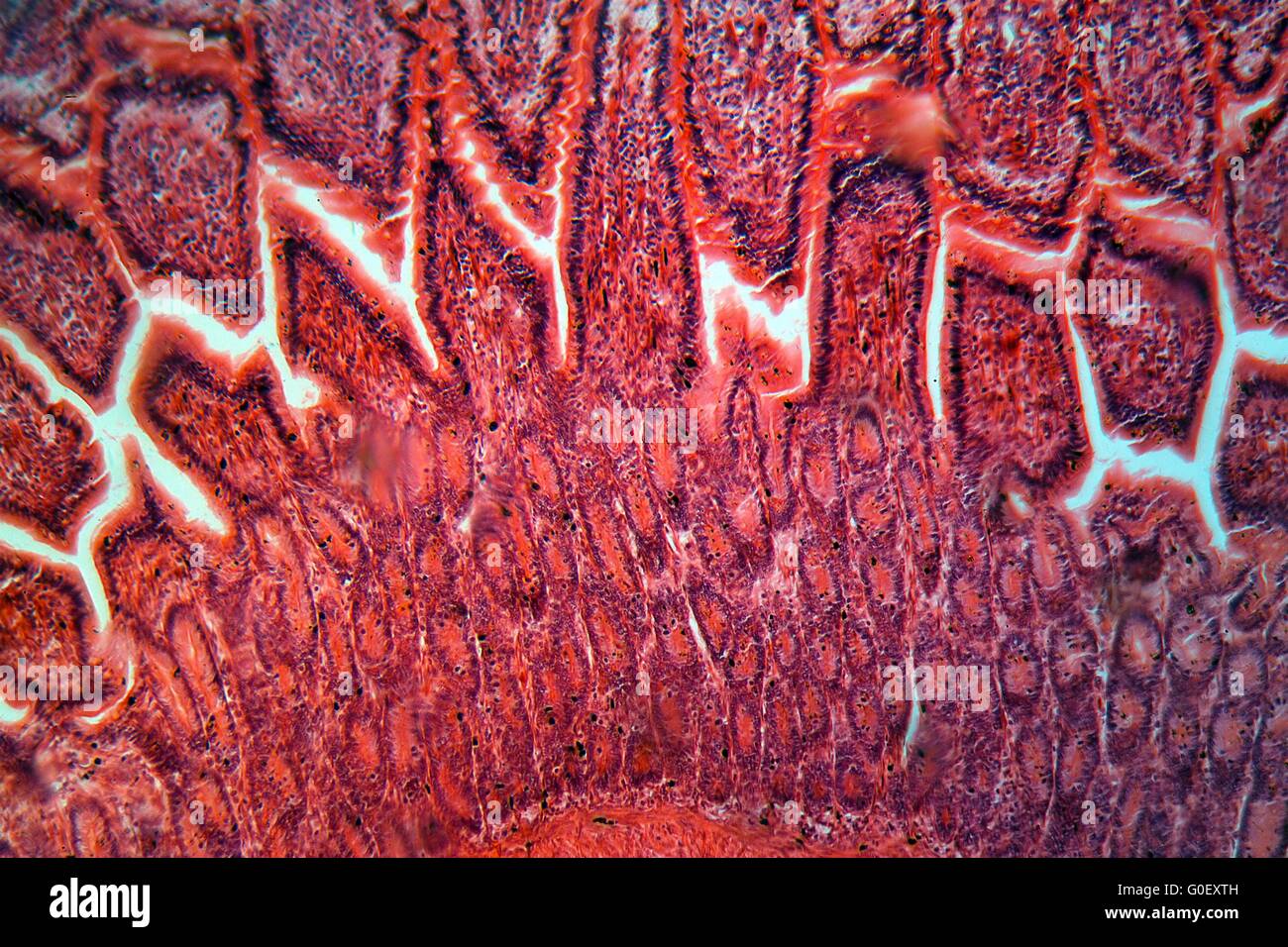 Microscope intestin grêle mammifere Banque de photographies et d’images ...