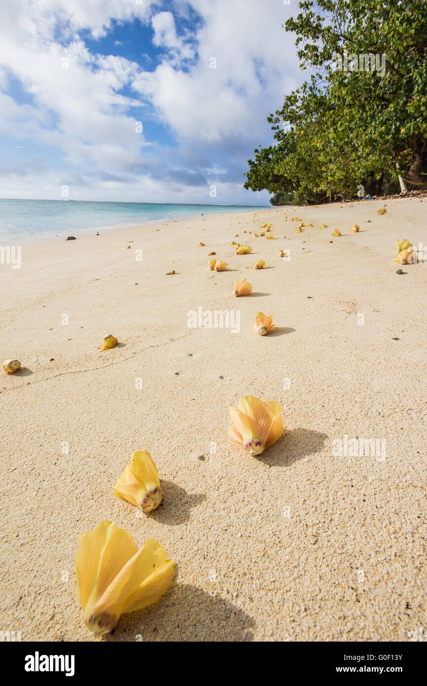 Cook islands rarotonga island flower Banque de photographies et d ...