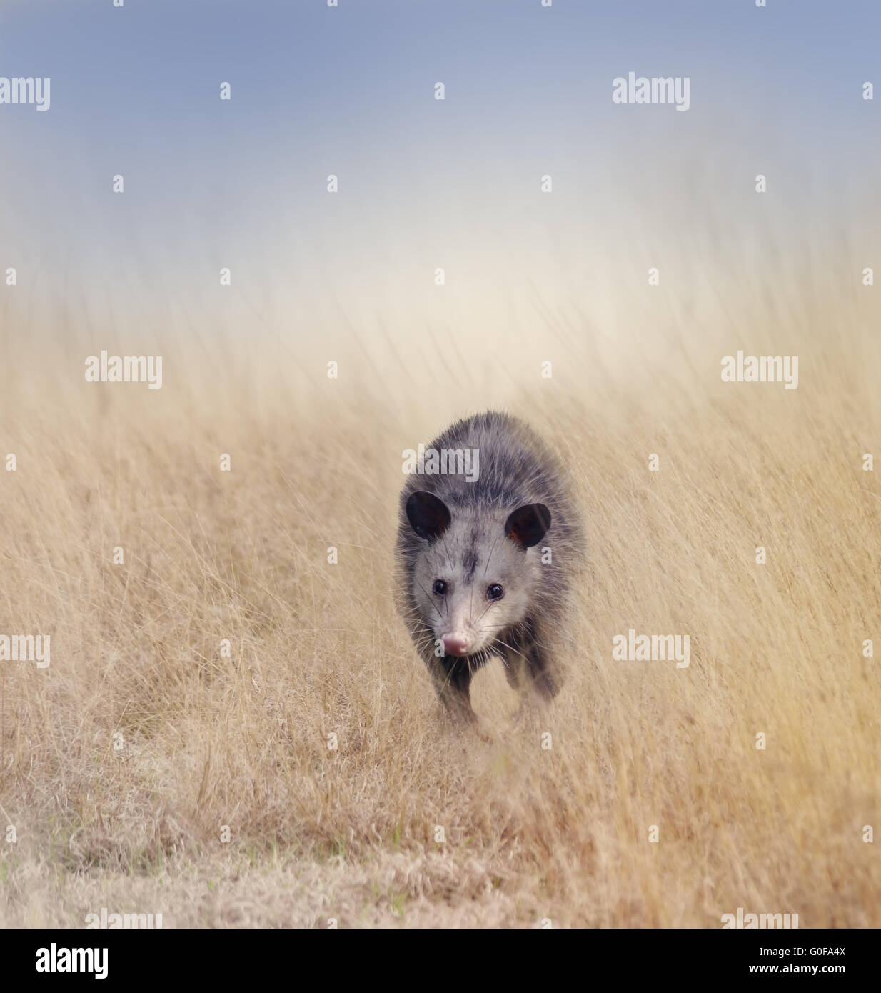 Gray opossum Banque de photographies et d’images à haute résolution - Alamy