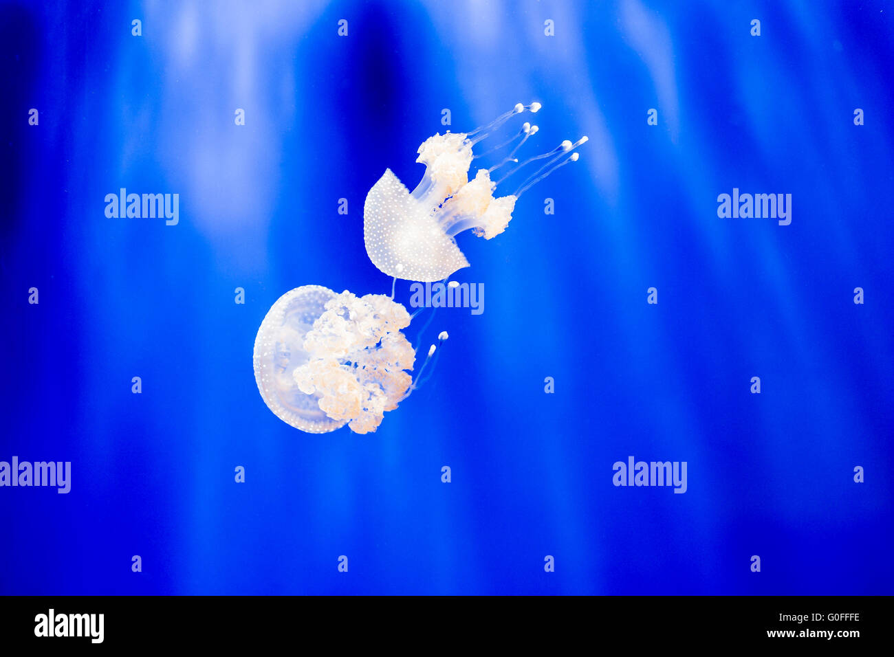 Australian invasive species Banque de photographies et d’images à haute ...