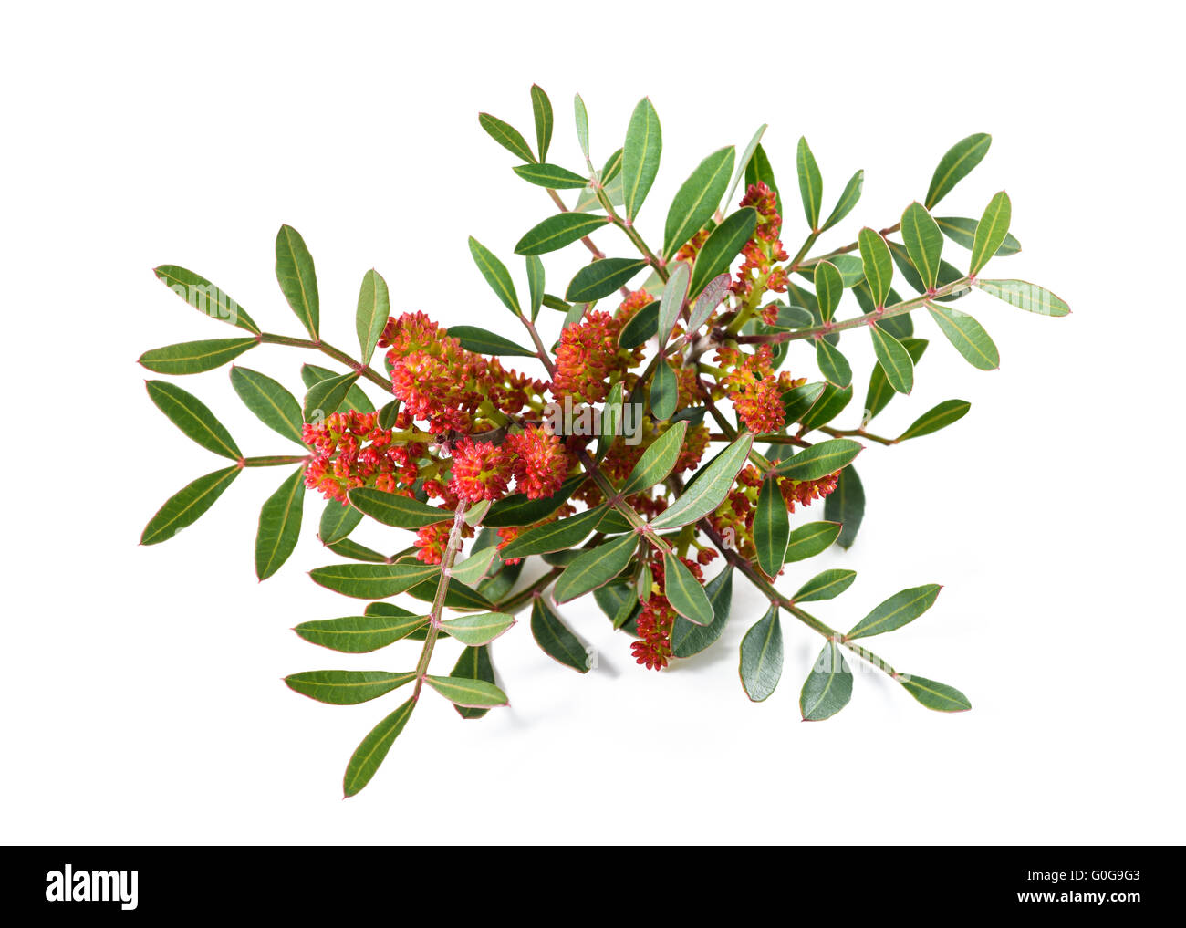 Mastic tree (pistacia lentiscus) Banque de photographies et d’images à ...