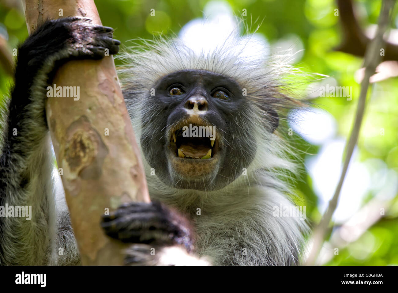 Screaming monkey forest Banque de photographies et d’images à haute ...