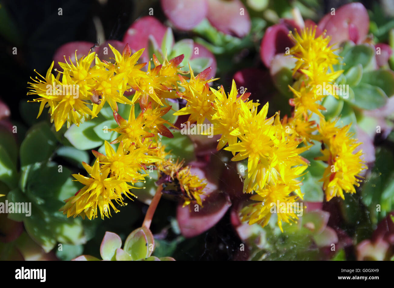 Plante succulente en fleurs Banque de photographies et d’images à haute ...