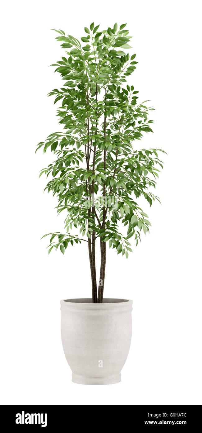 Arbre en pot Banque de photographies et d’images à haute résolution - Alamy