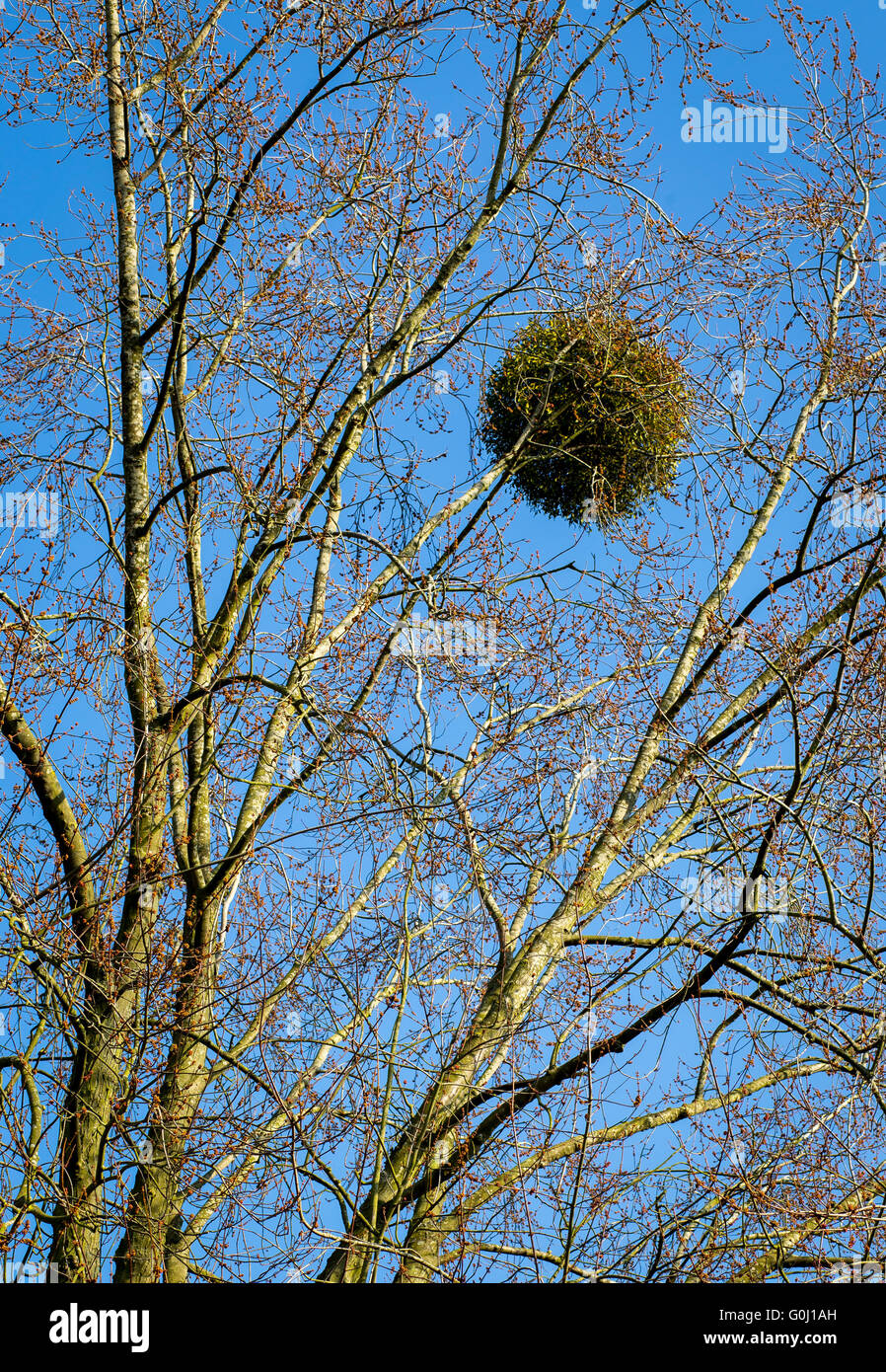 Boule de gui sur un arbre plante parasite fond de ciel bleu Photo Stock ...