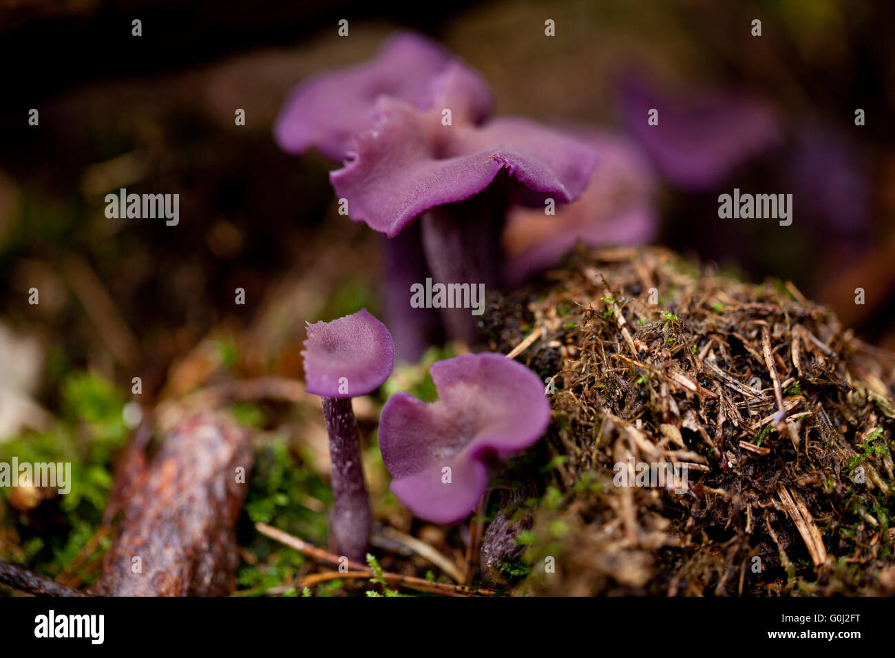 Champignons comestibles violet Banque de photographies et d’images à ...