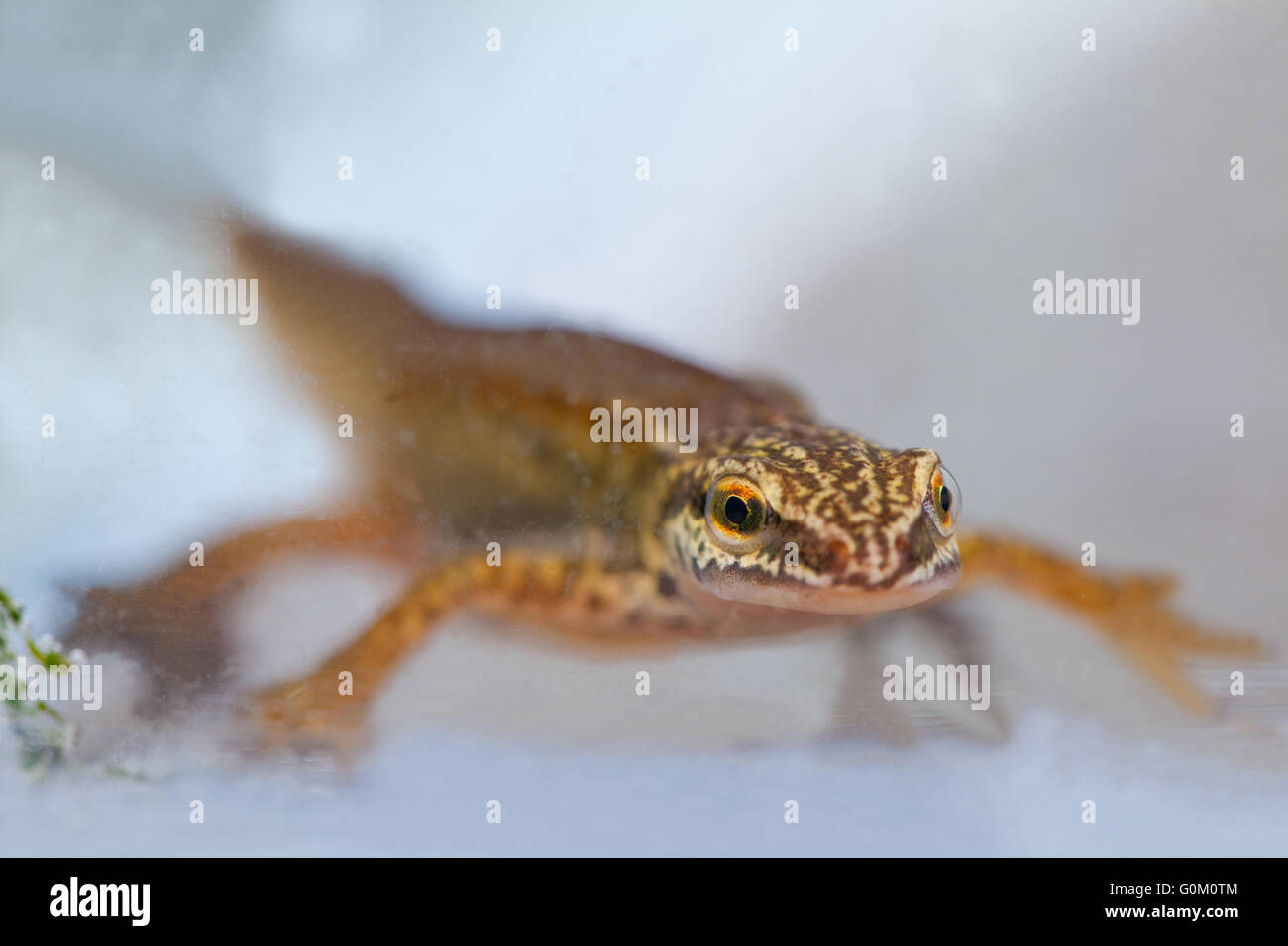 Triton palmé Lissotriton helveticus. Marquage sur tête d'un adulte mâle ...