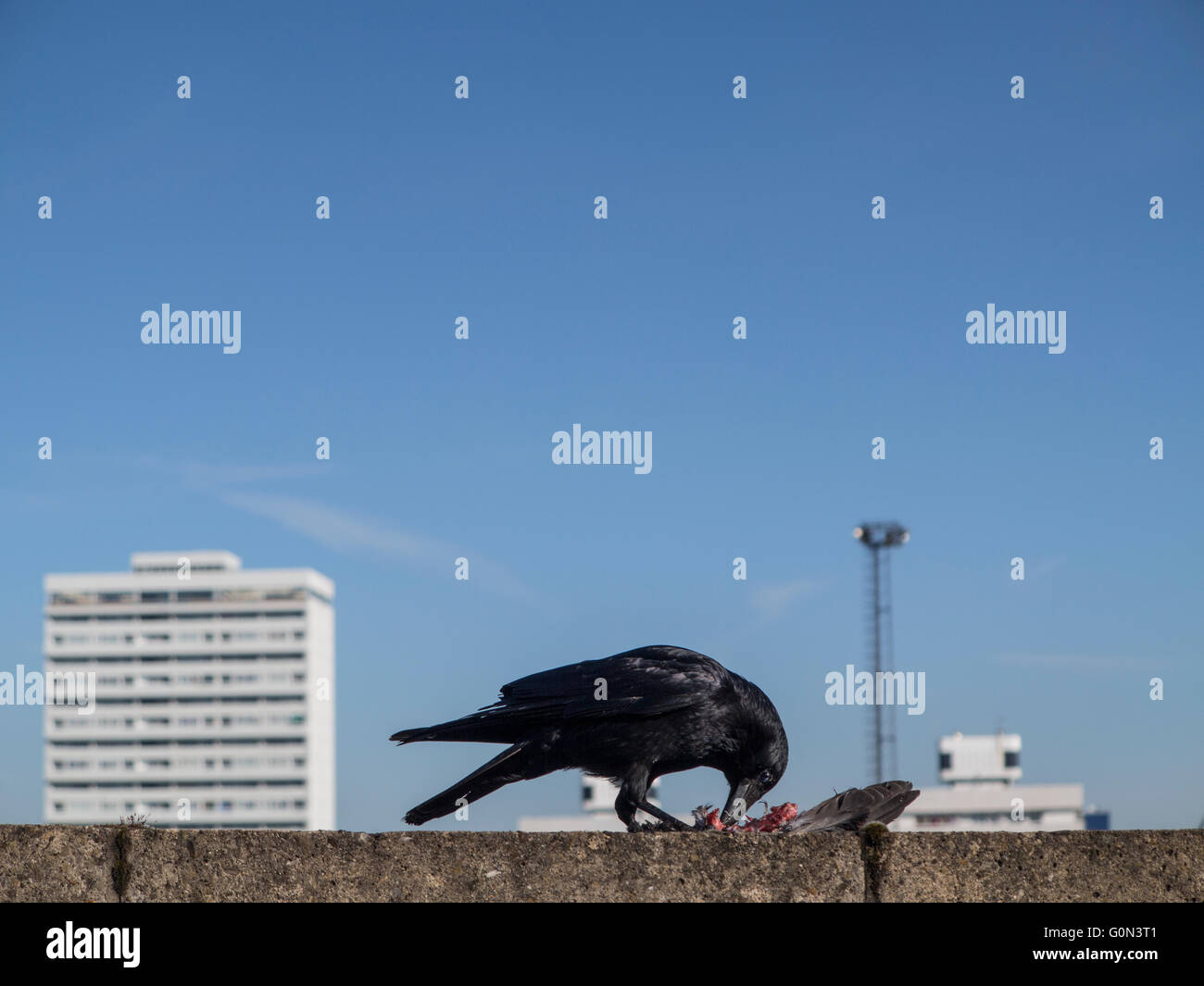 Pigeon sauvage manger Banque de photographies et d’images à haute ...
