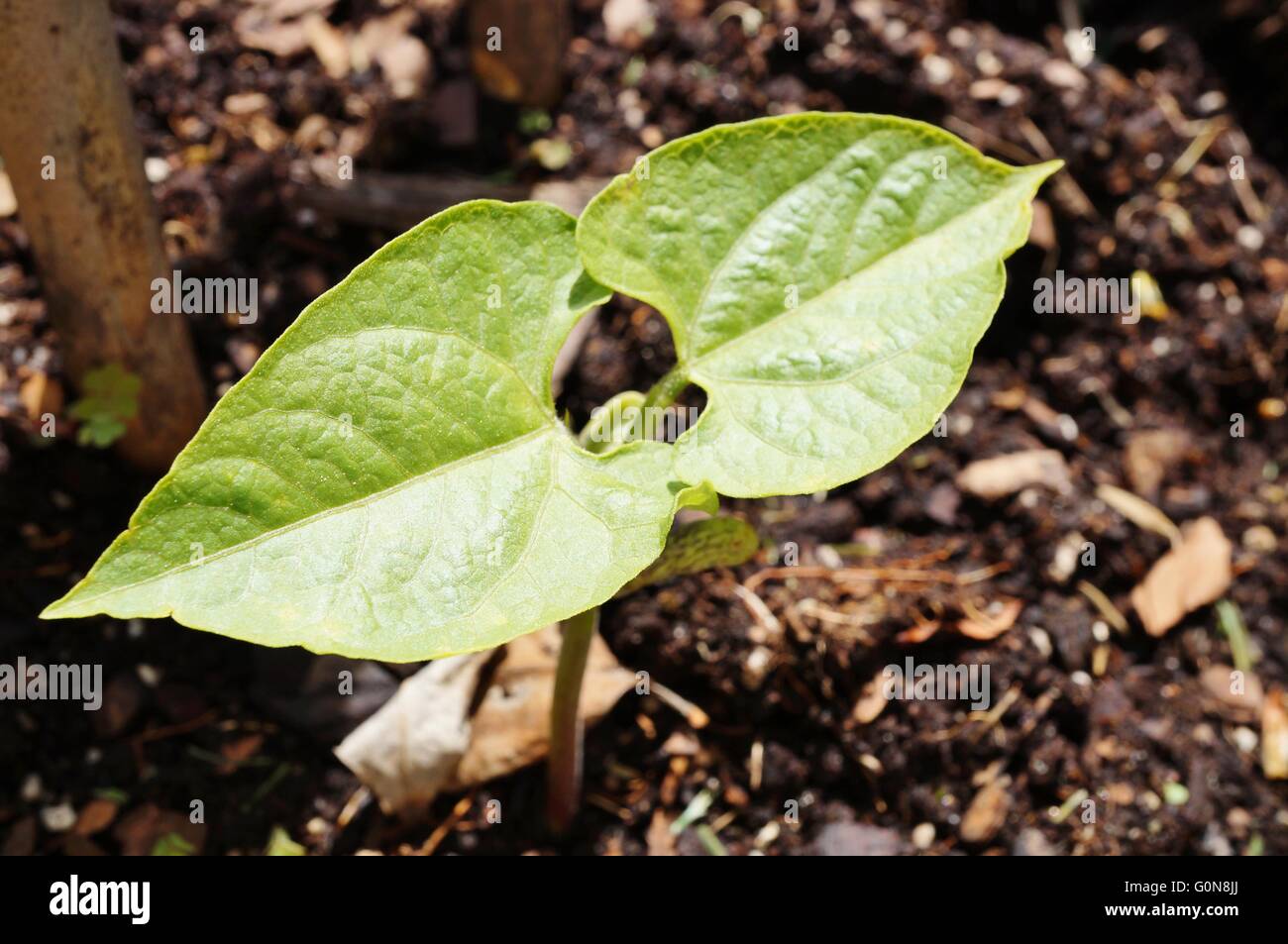 Feuilles de haricots verts Banque de photographies et d’images à haute ...