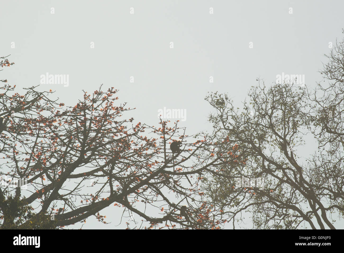 Trachypithecus johnii nilgiri langur Banque de photographies et d ...