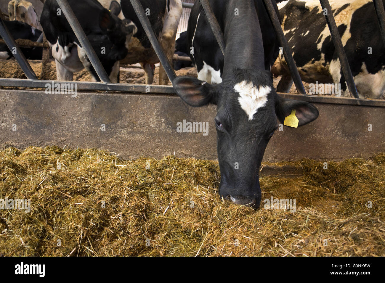 L'alimentation des vaches laitières Holstein de l'ensilage d'herbe à l ...
