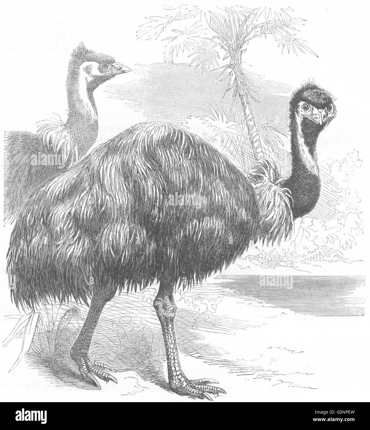 Cursorial birds Banque de photographies et d’images à haute résolution ...