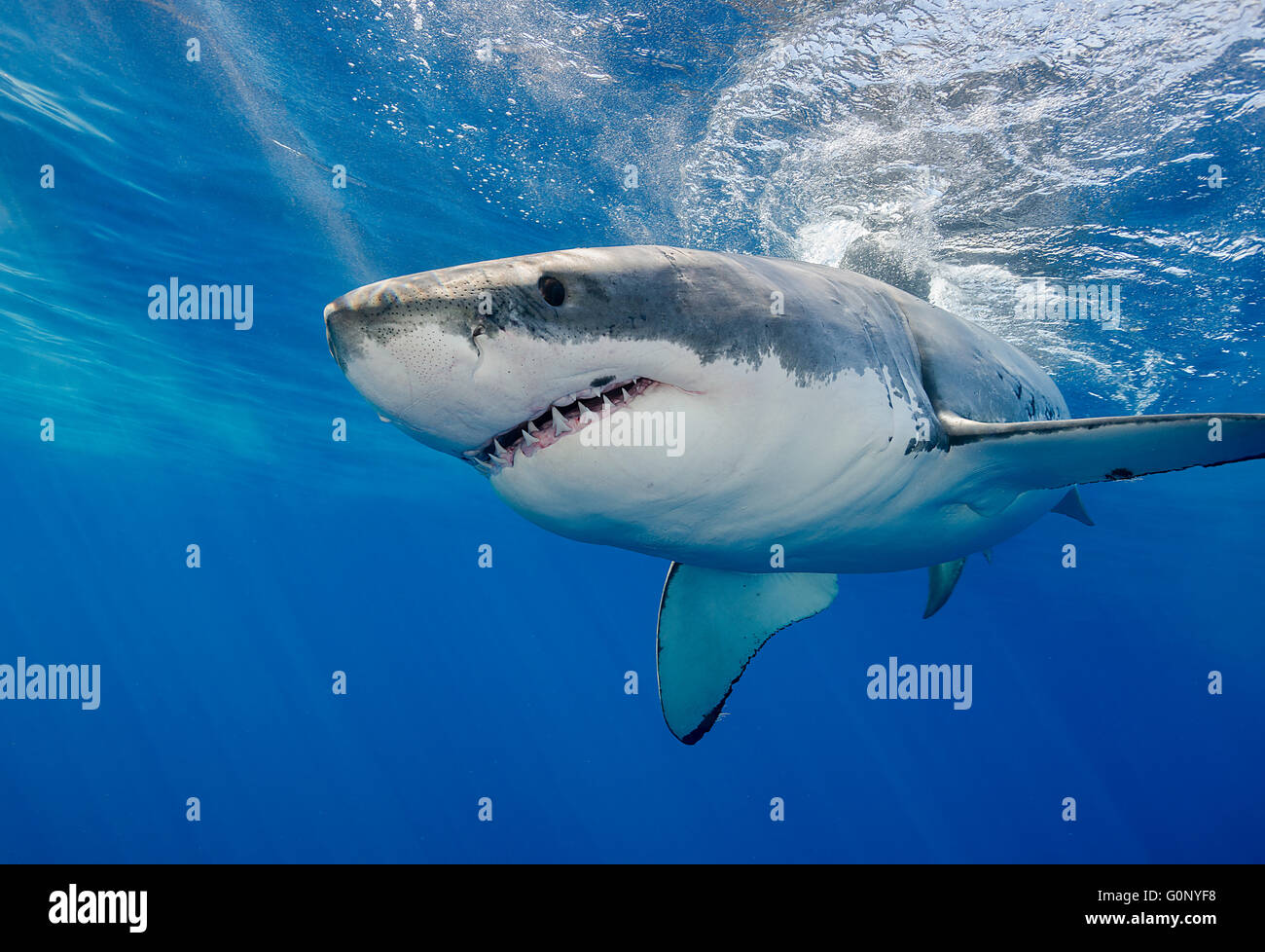 Requin Blanc Attaque Banque d'image et photos - Alamy