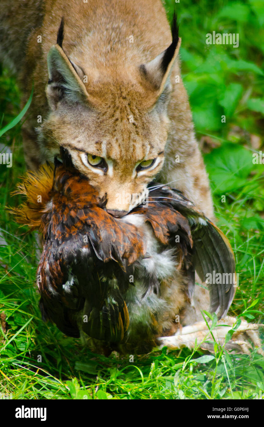 Lynx kill Banque de photographies et d’images à haute résolution - Alamy