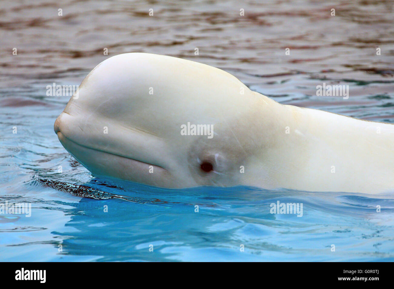 Beluga canada Banque de photographies et d’images à haute résolution ...