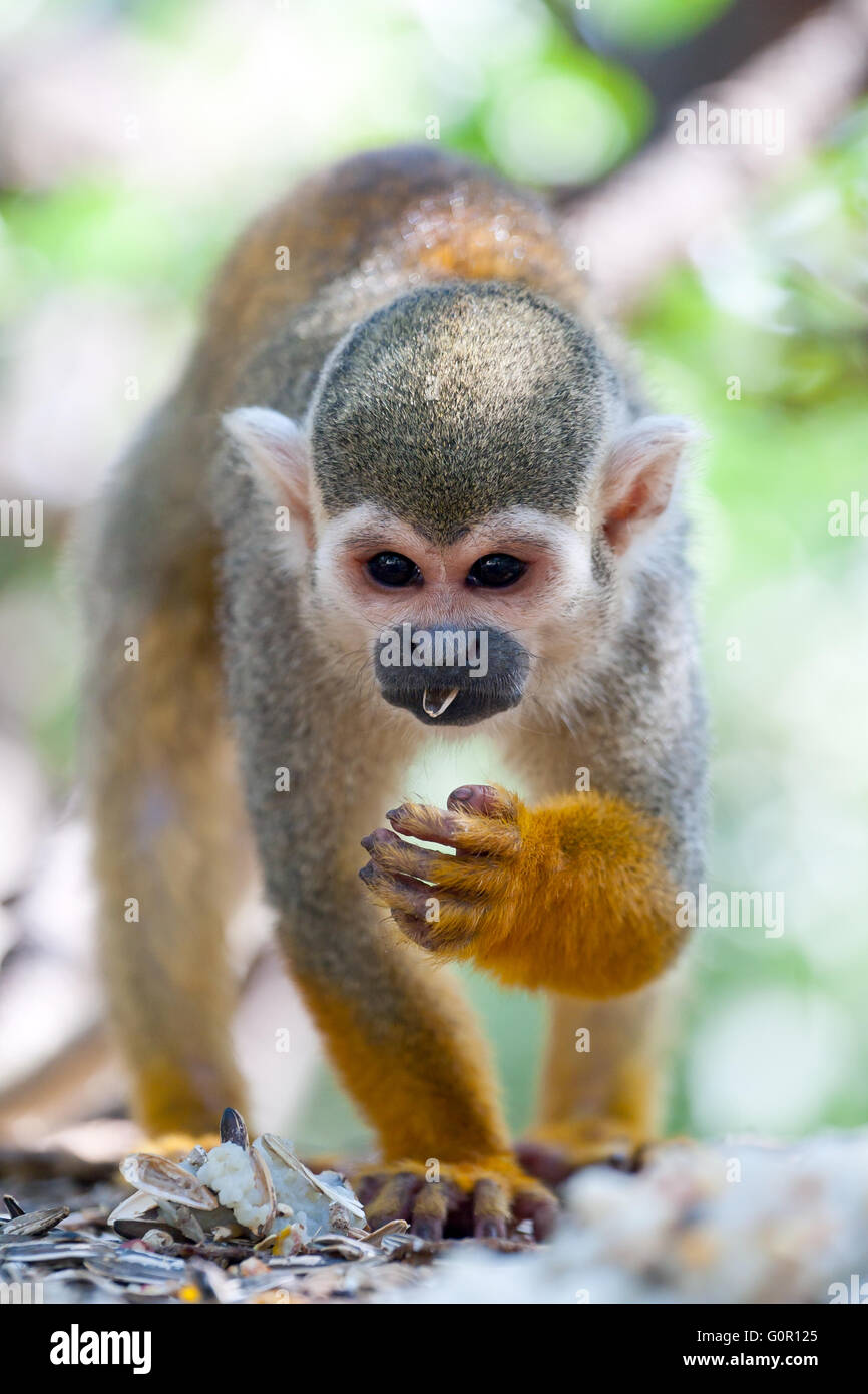 Singes singes Banque de photographies et d’images à haute résolution ...