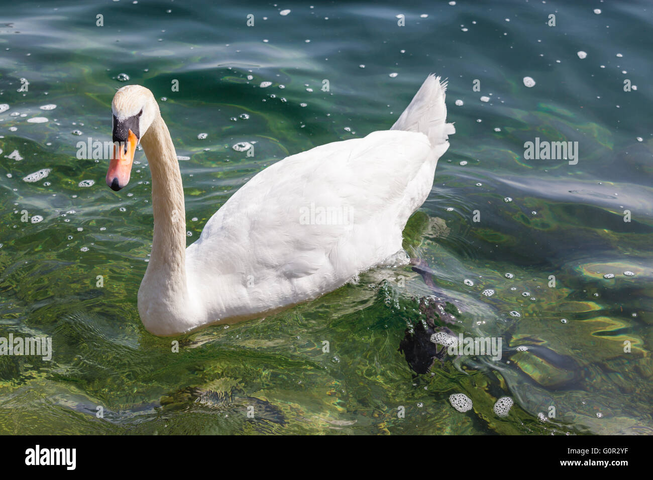 Un gros plan d'un cygne dans l'eau Banque de photographies et d’images ...